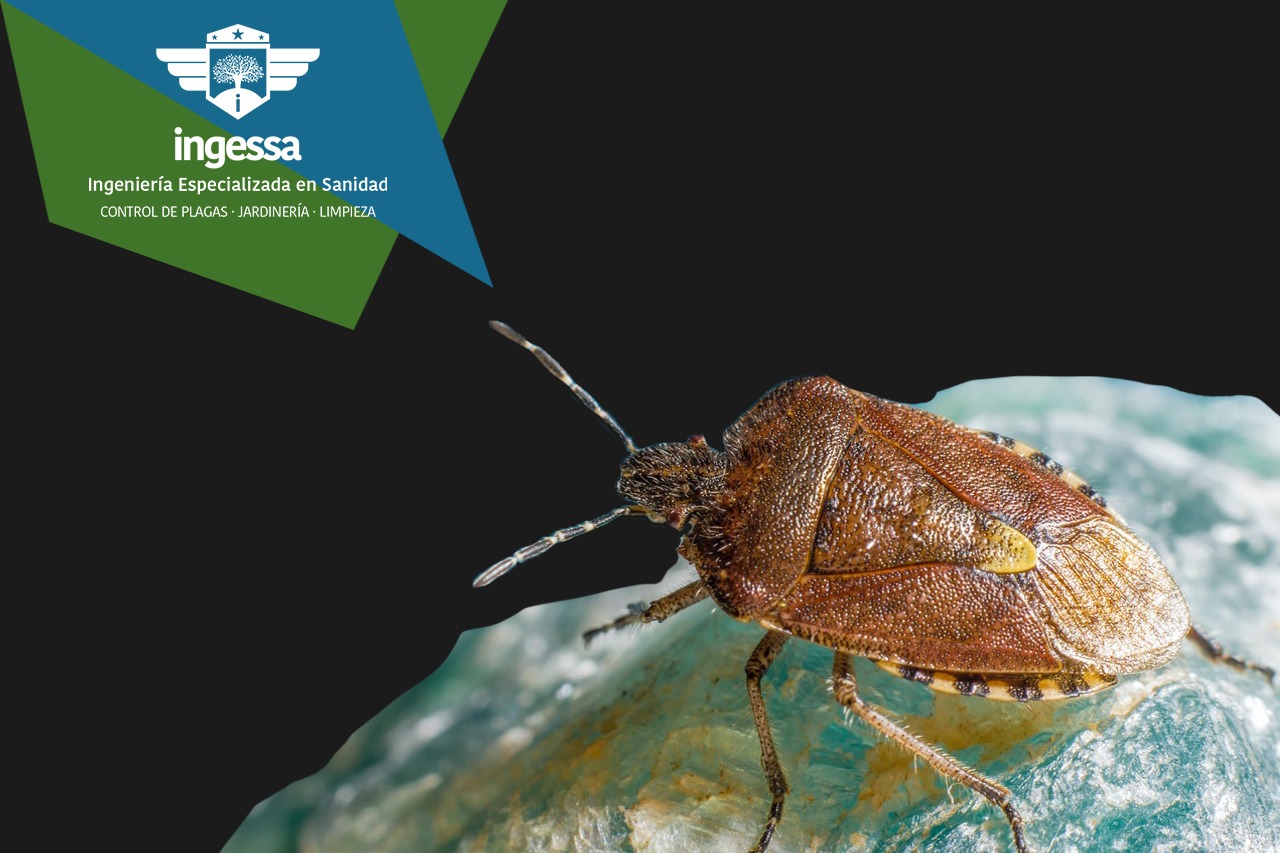 INGESSA - Control de Plagas, Limpieza y Jardinería