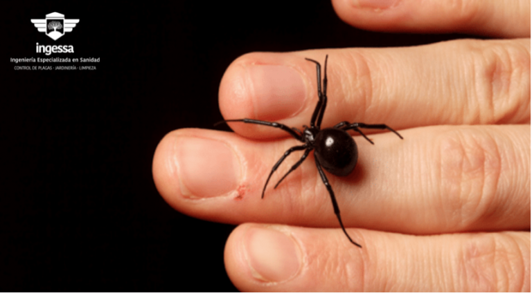 La viuda negra. Peligrosa y Mortal - INGESSA