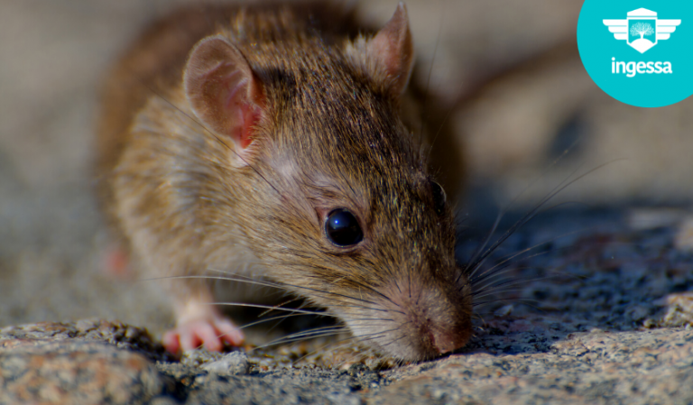 ¿Por qué una plaga de ratas es tan peligrosa? - INGESSA